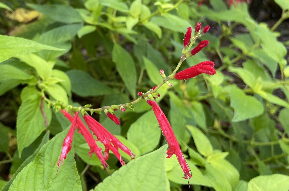 Salivating Over Salvias | Brookgreen