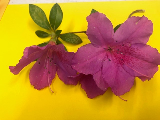 Flower Dissection | Brookgreen