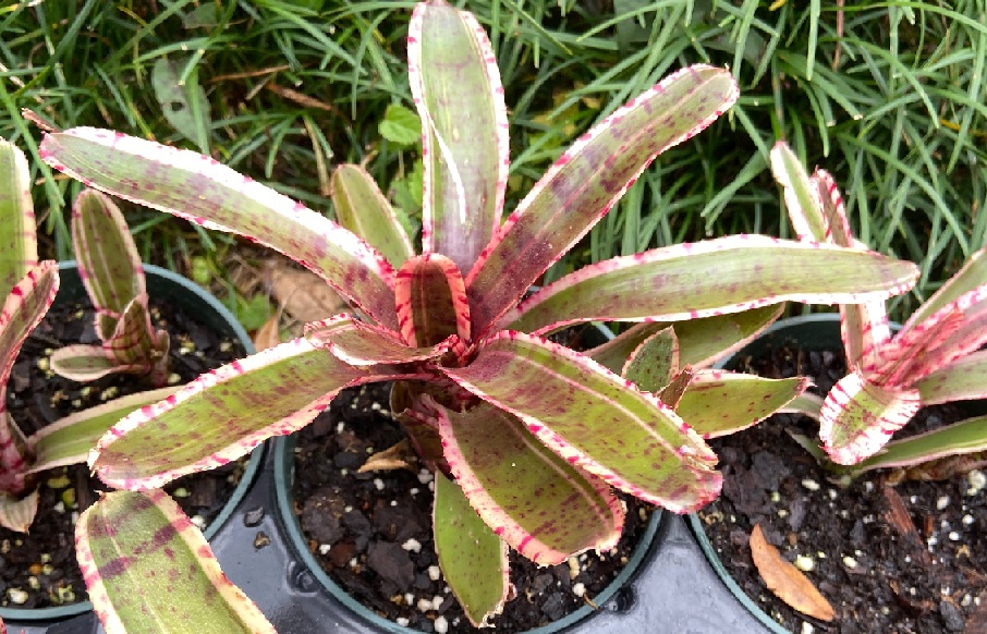 Woolly Pockets | Brookgreen