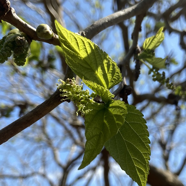 Make Like a Tree and Leaf Out! | Brookgreen