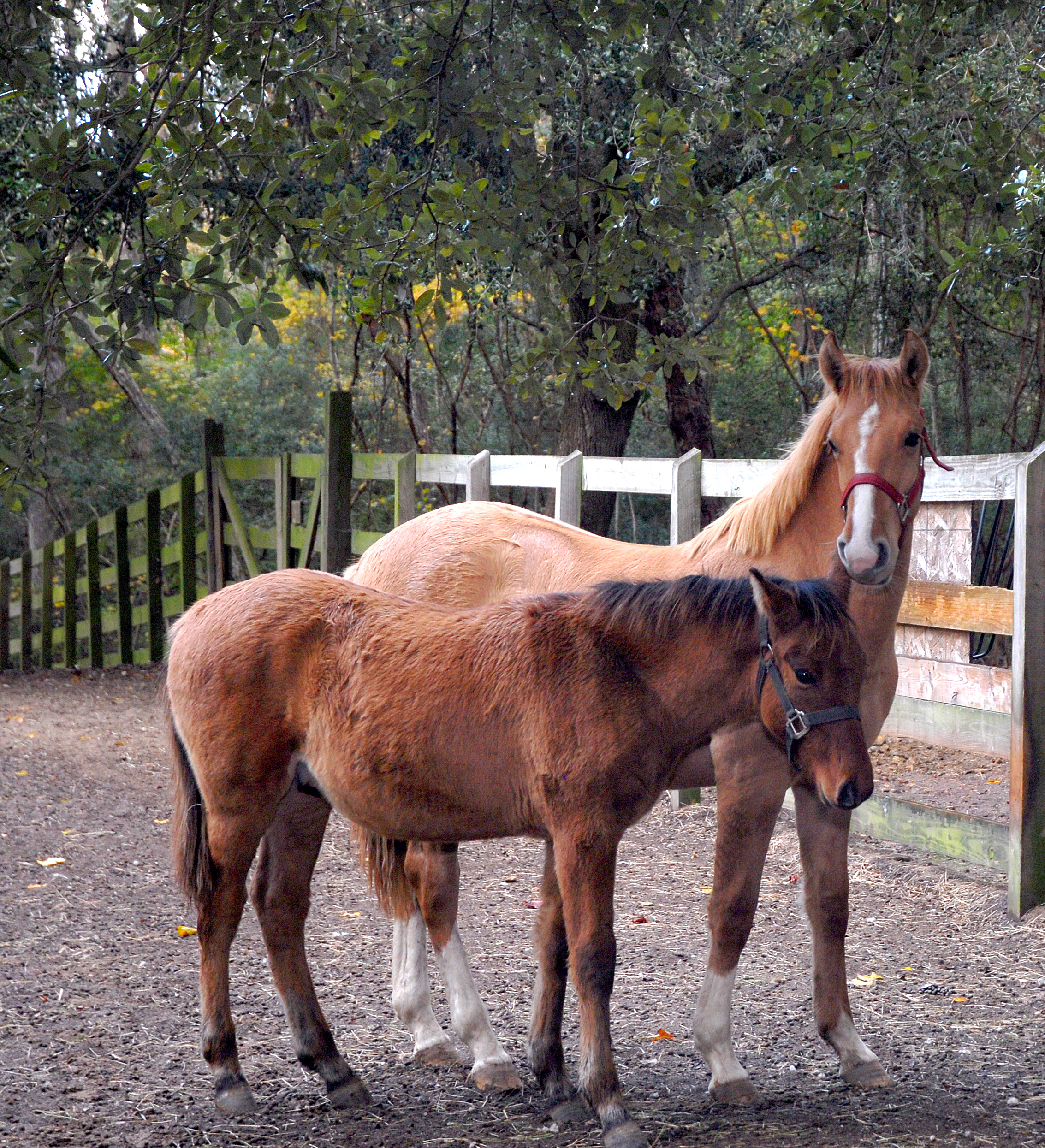 The Floyd Family Farm | Brookgreen