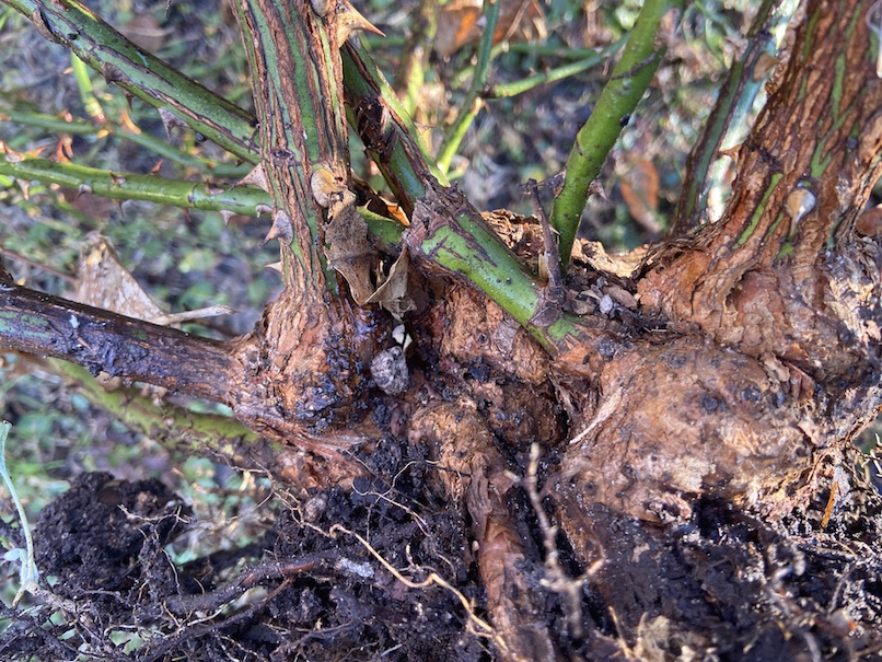 Heavy is the Rose that Wears the Crown Gall | Brookgreen