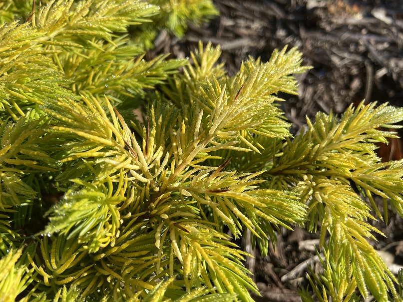 My Top 8 Conifers for the Southeast | Brookgreen