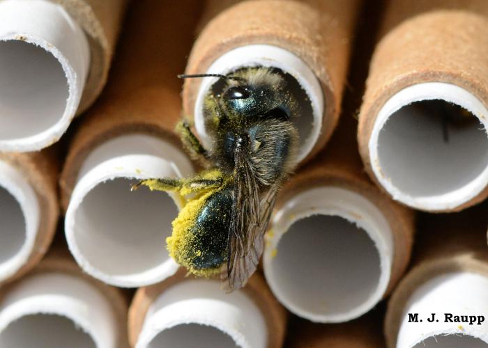 Build a House for Mason Bees | Brookgreen