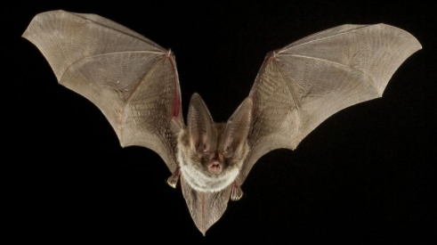 Bat Chat! | Brookgreen