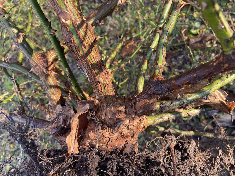 Heavy is the Rose that Wears the Crown Gall | Brookgreen