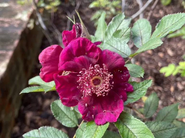 Rosa 'Basye's Purple Rose' | Brookgreen