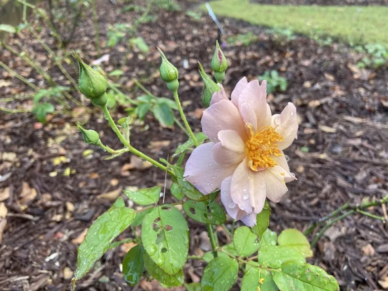 Rosa 'Lavender Pinocchio' | Brookgreen