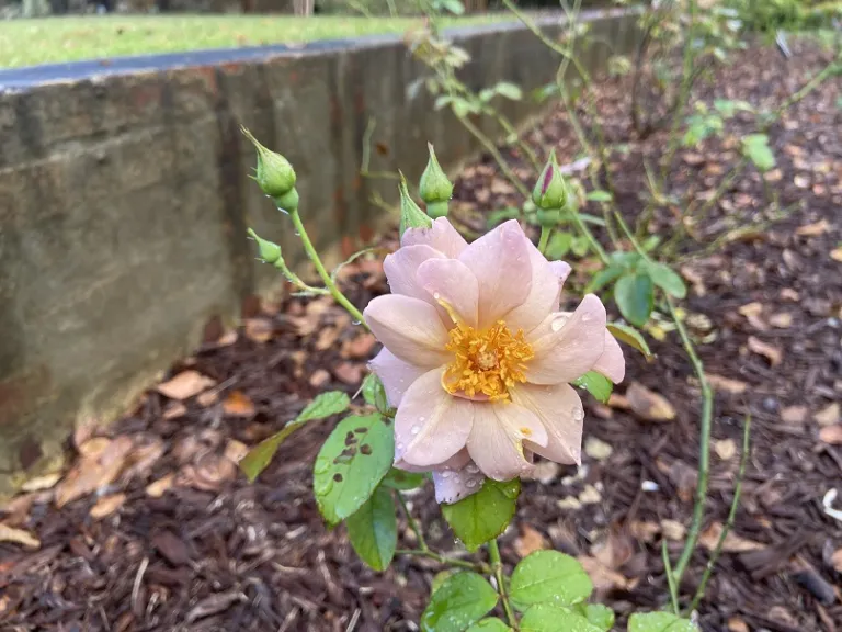 Rosa 'Lavender Pinocchio' | Brookgreen