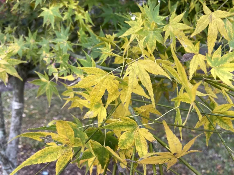 Acer palmatum 'Ukon' | Brookgreen