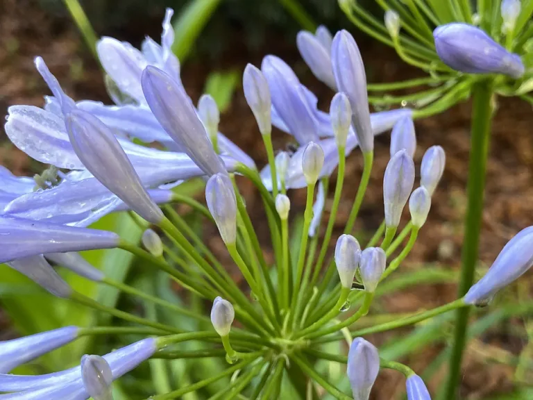 Agapanthus africanus 'Peter Pan' | Brookgreen
