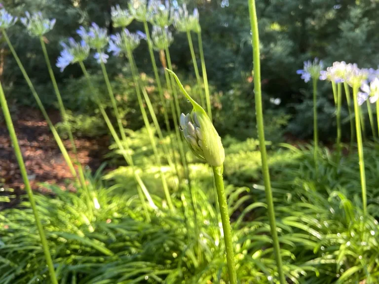 Agapanthus africanus 'Peter Pan' | Brookgreen