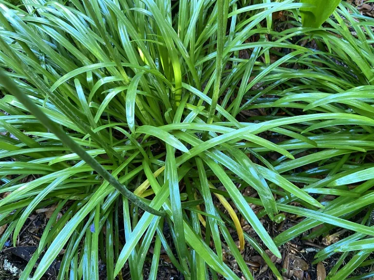 Agapanthus africanus 'Peter Pan' | Brookgreen