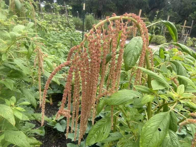 Amaranthus caudatus 'Dreadlocks' | Brookgreen