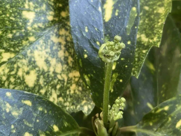 Aucuba japonica 'Variegata' | Brookgreen