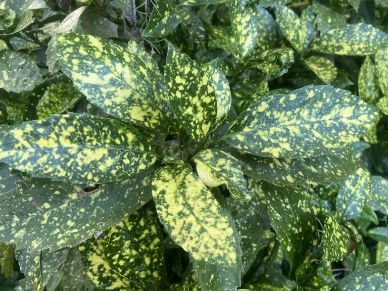 Aucuba japonica 'Variegata' | Brookgreen