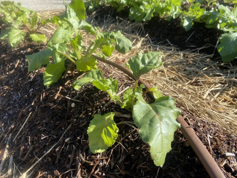 Beta vulgaris 'Lutz Green Leaf' (Winter Keeper [Garden Beet Group ...