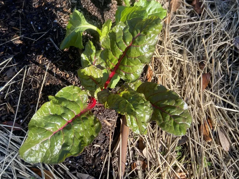 Beta vulgaris 'Rainbow' (Five Color Silverbeet) (Leaf Beet Group ...