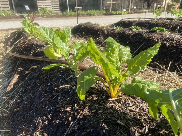 Beta vulgaris 'Rainbow' (Five Color Silverbeet) (Leaf Beet Group ...