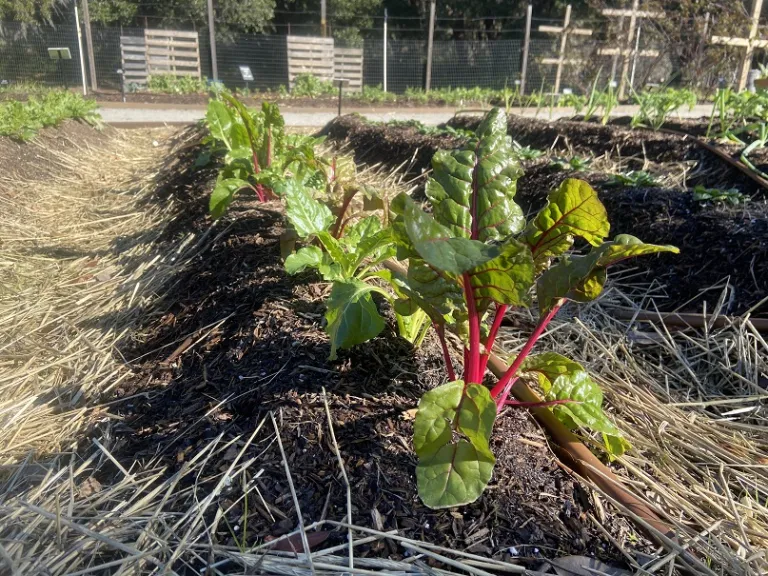 Beta vulgaris 'Rainbow' (Five Color Silverbeet) (Leaf Beet Group ...