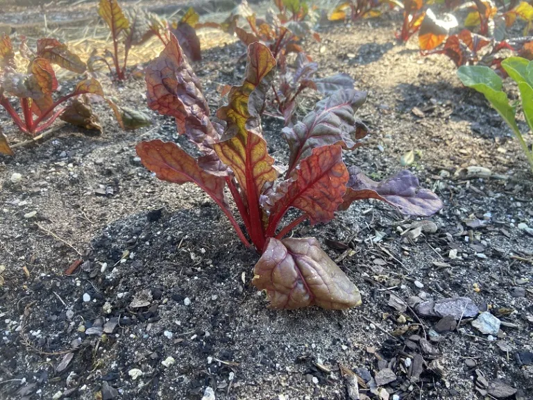 Beta vulgaris 'Ruby Red' (Leaf Beet Group) | Brookgreen