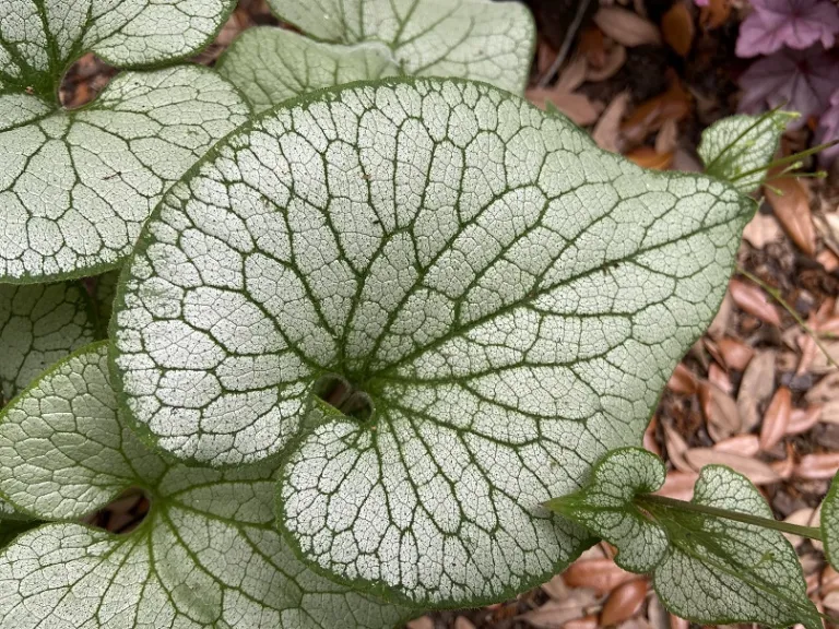 Brunnera macrophylla 'Sterling Silver' | Brookgreen