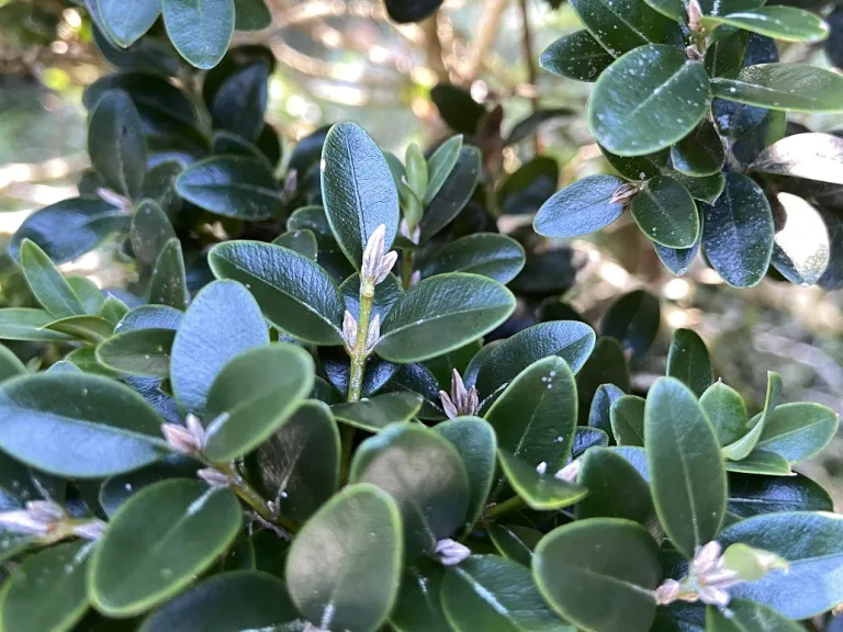 Buxus sempervirens 'Suffruticosa' | Brookgreen