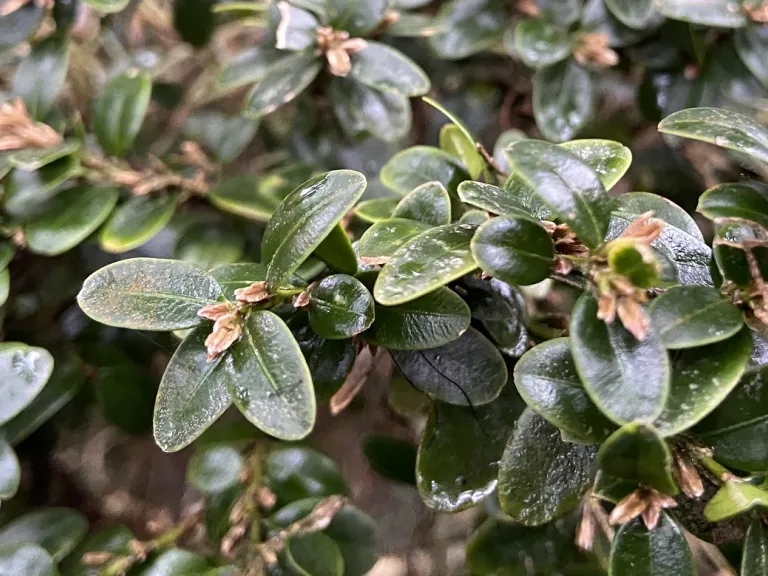 Buxus sempervirens 'Suffruticosa' | Brookgreen