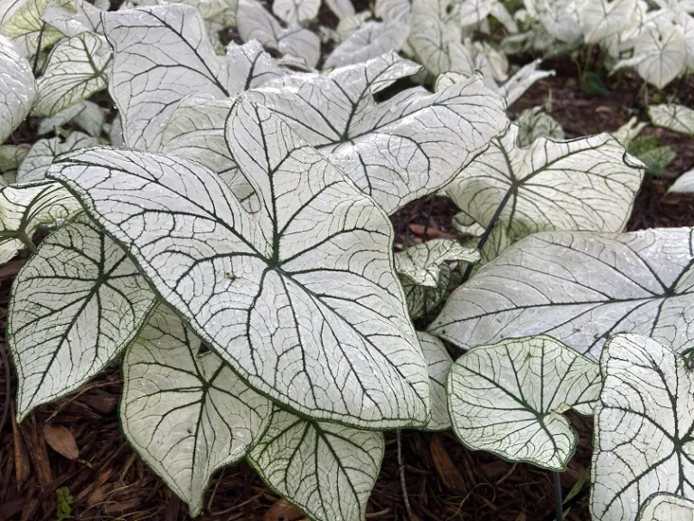 Caladium 'Candidum Senior' | Brookgreen