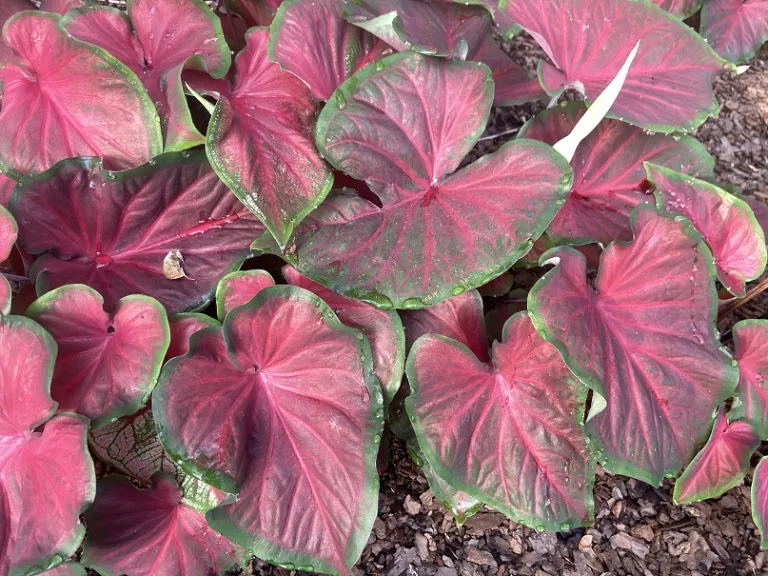 Caladium 'Dragon Heart' | Brookgreen