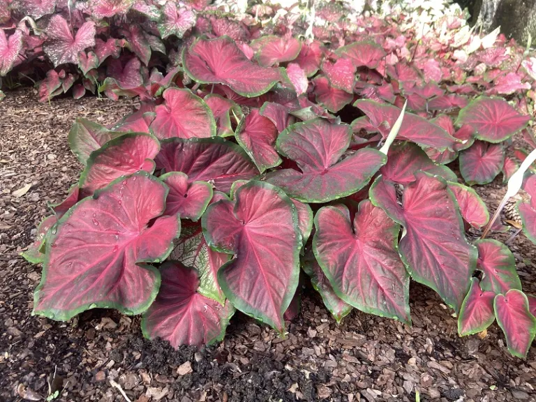 Caladium 'Dragon Heart' | Brookgreen