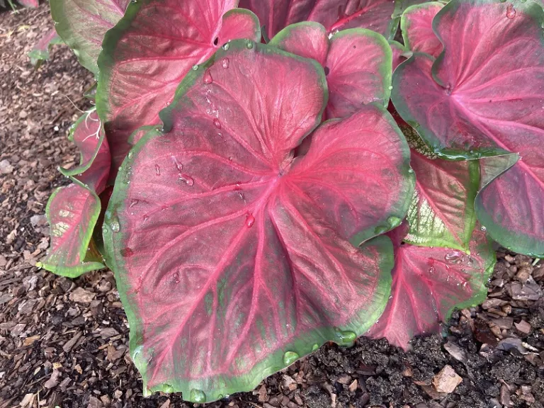 Caladium 'Dragon Heart' | Brookgreen