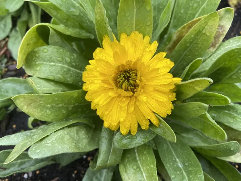 Calendula officinalis 'Bon Bon Yellow' | Brookgreen