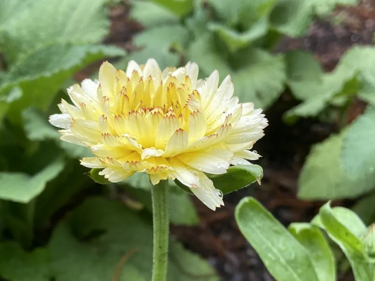Calendula officinalis 'Ivory Princess' | Brookgreen