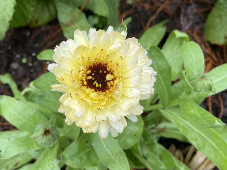 Calendula officinalis 'Ivory Princess' | Brookgreen