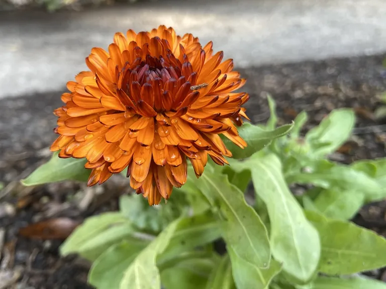 Calendula officinalis 'Neon' | Brookgreen