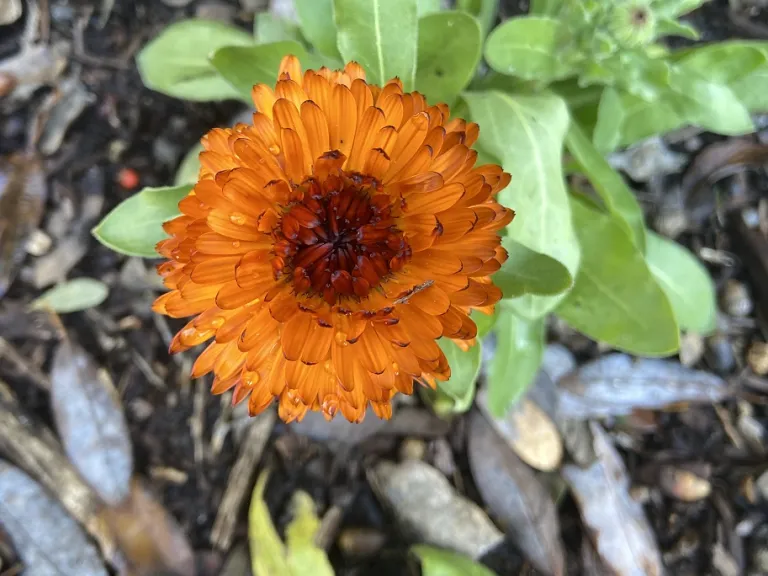 Calendula officinalis 'Neon' | Brookgreen