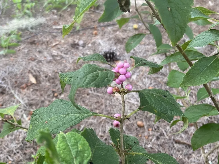 Callicarpa americana 'Welch's Pink' | Brookgreen