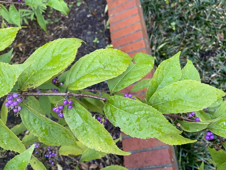 Callicarpa dichotoma 'Issai' | Brookgreen