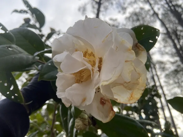 Camellia japonica 'Chow's Han-Ling' | Brookgreen