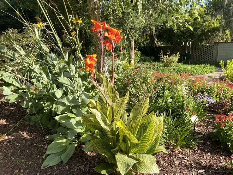 Canna 'Bengal Tiger' | Brookgreen