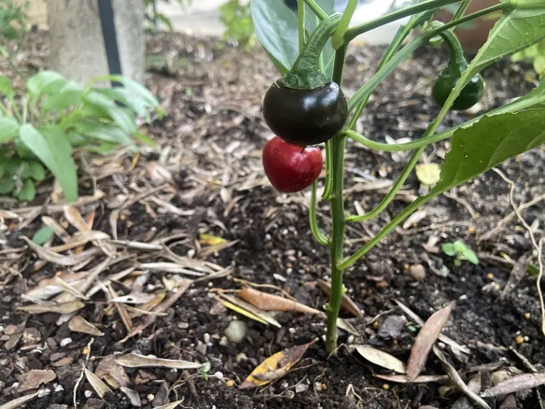Capsicum annuum 'Red Cherry' (Cherry Sweet) | Brookgreen