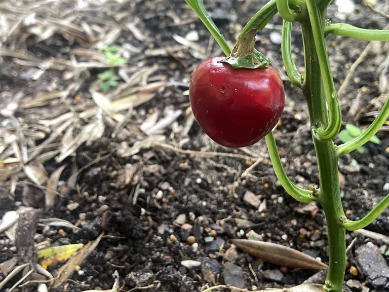 Capsicum annuum 'Red Cherry' (Cherry Sweet) | Brookgreen