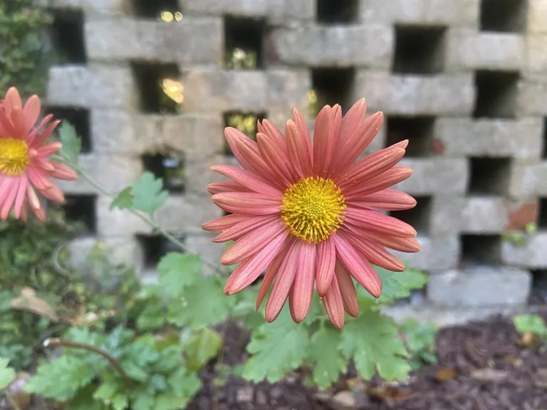 Chrysanthemum 'Cathy's Rust' | Brookgreen