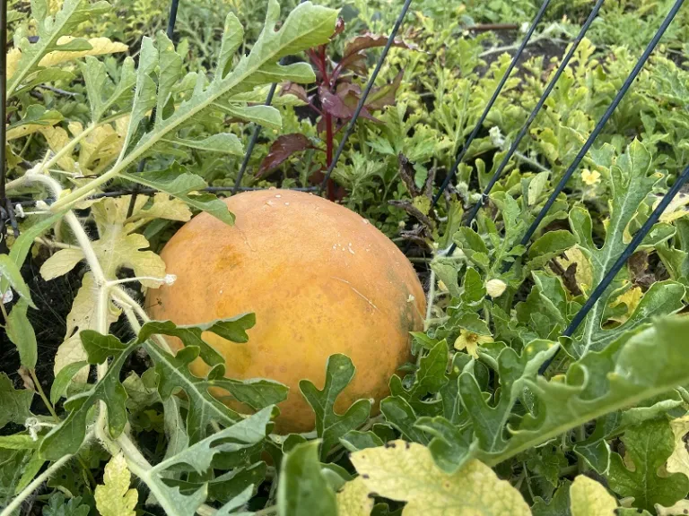 Citrullus lanatus 'Royal Golden' | Brookgreen