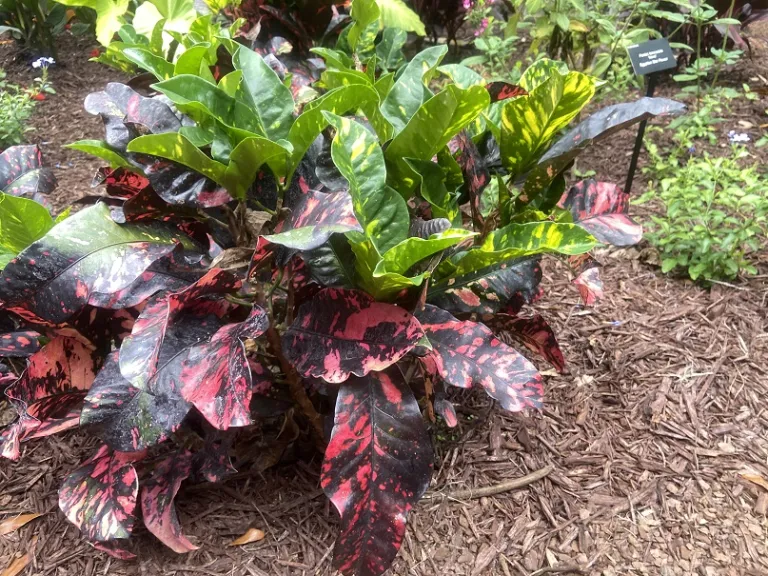 Codiaeum variegatum var. pictum 'Magnificent' | Brookgreen