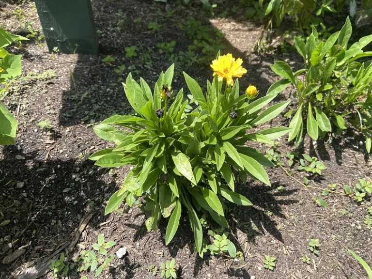 Coreopsis 'DECOREO16' (Solanna™ Golden Sphere) | Brookgreen