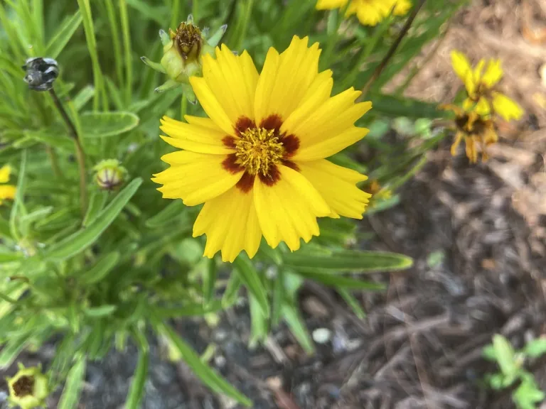 Coreopsis grandiflora 'Sunfire' | Brookgreen