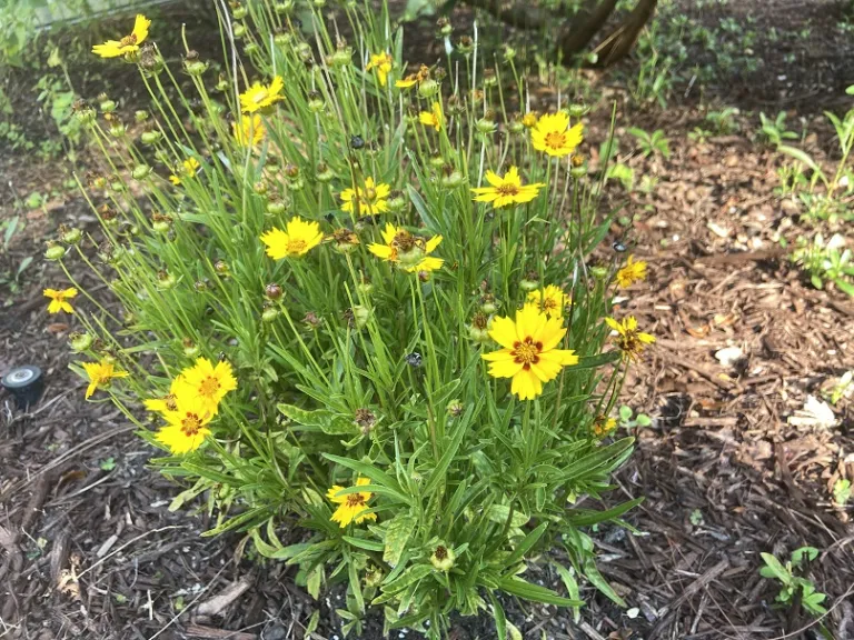 Coreopsis grandiflora 'Sunfire' | Brookgreen