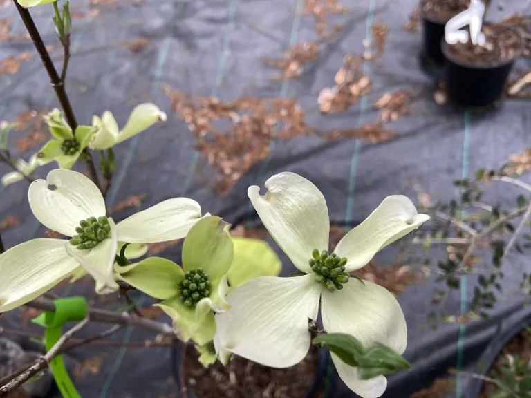 Cornus florida 'Cherokee Princess' | Brookgreen
